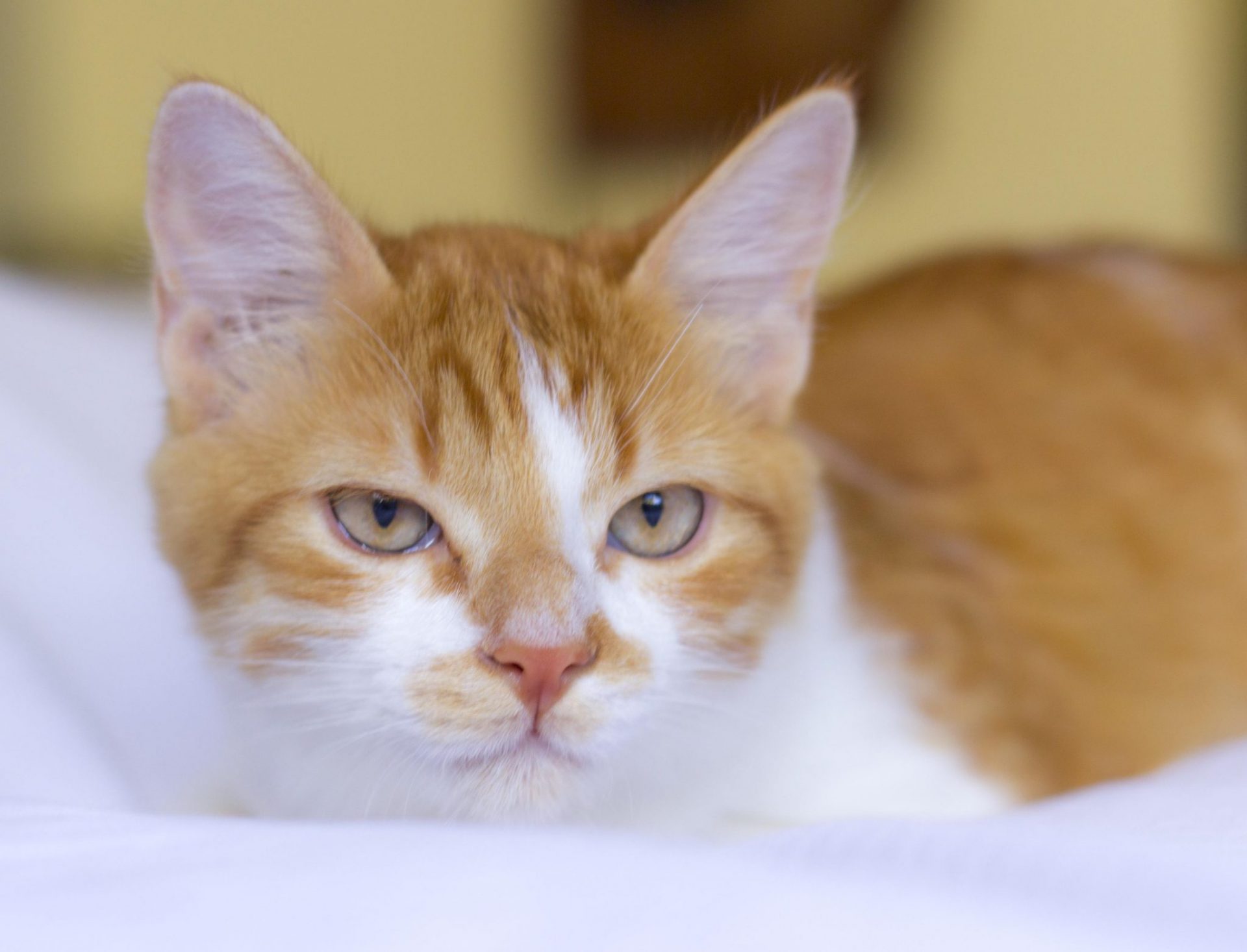 Homemade Enzyme-Based Pet Stain/Odour Remover - Default to Nature