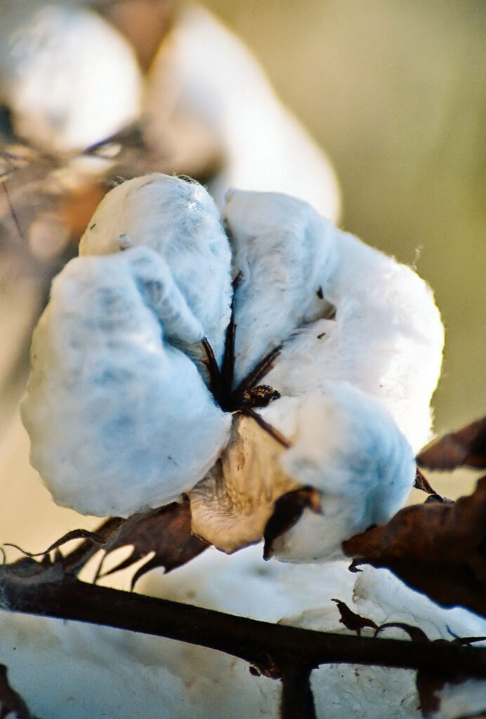 Cellulose and Its Possible Allergic Connections - Default to Nature